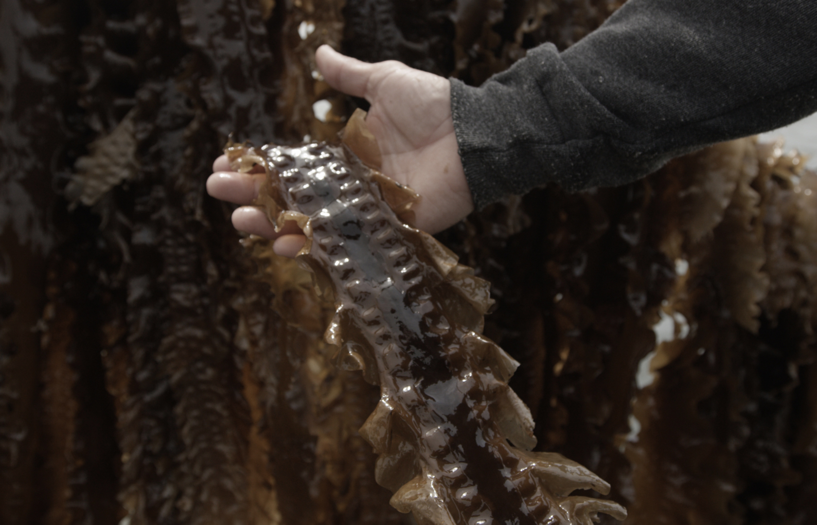 Fork in the Road - The Redford Center